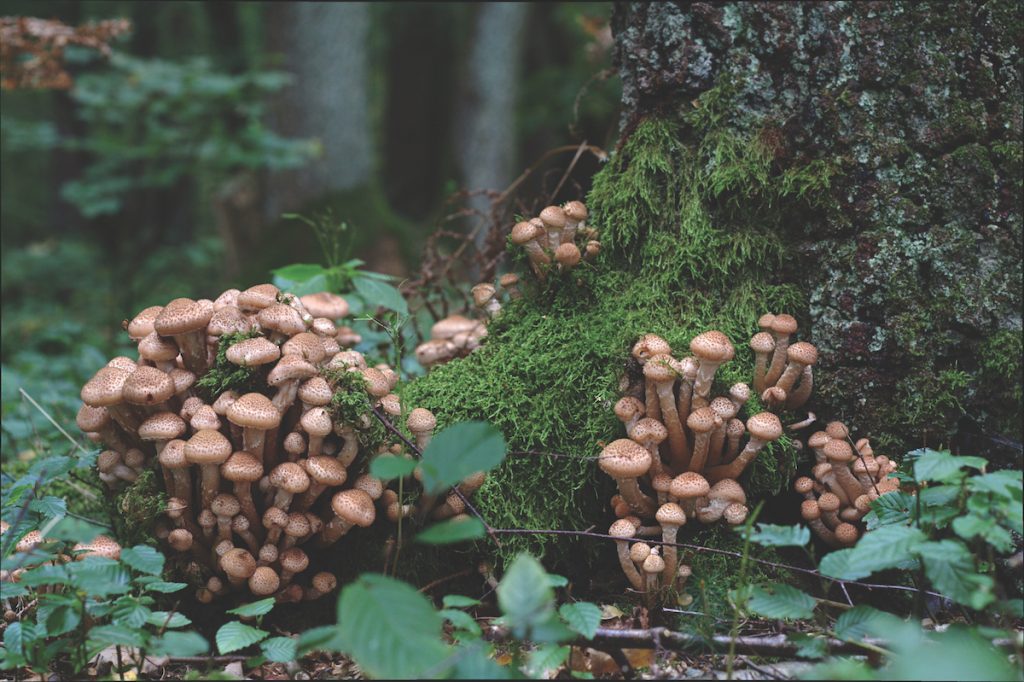 The Earthy Fruits of Fall | Blog | LifeSource Natural Foods